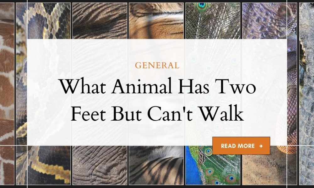 What Animal Has Two Feet But Can't Walk (10 Animals) - Smartly Guide